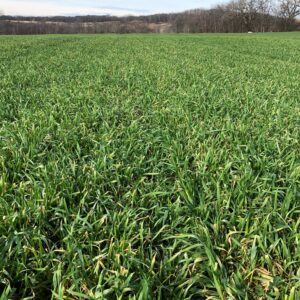 HYOCTANE Winter Forage Triticale | Seedway