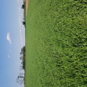 HYOCTANE Winter Forage Triticale | Seedway