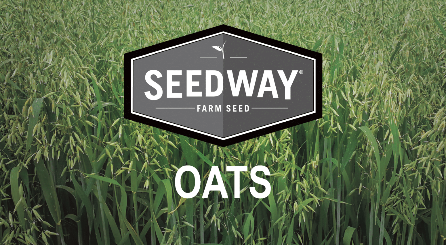 Steuben Spring Oat | Seedway