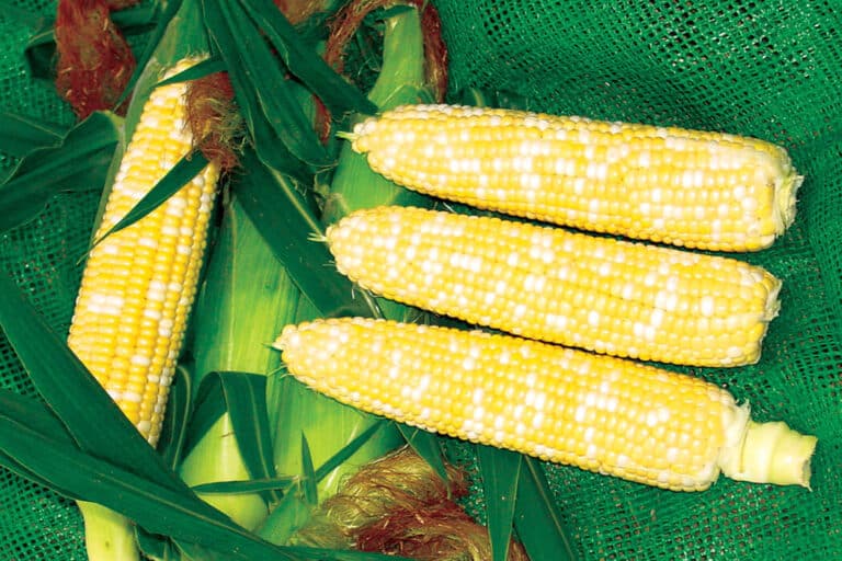 274A Xtra-Tender™ Sweet Corn (Cruiser Treated) | Seedway