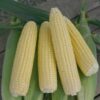 Iochief Sweet Corn (Treated Seed) | Seedway
