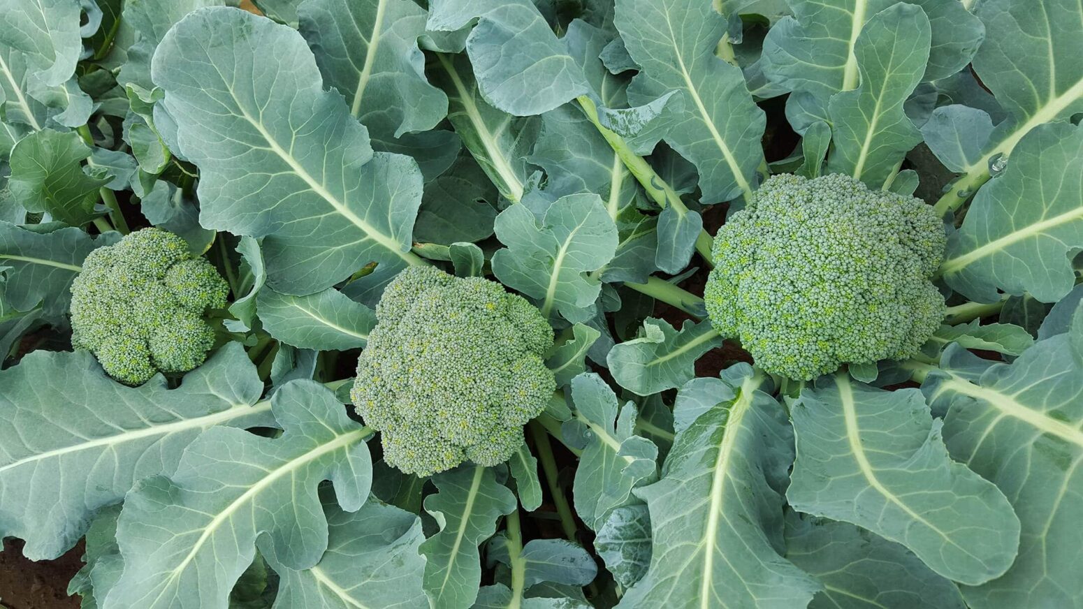 Asteroid Broccoli (Not Treated) | Seedway