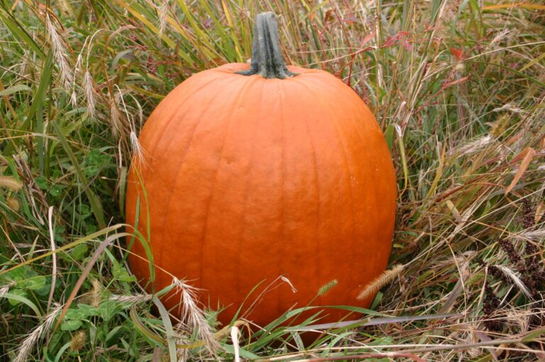 Aladdin Pumpkin (Farmore) | Seedway