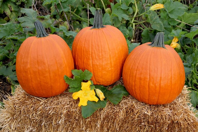 Apollo Pumpkin (Farmore) | Seedway