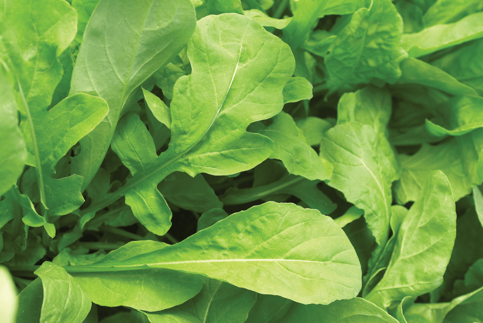 Arugula Astro (Treated Seed) | Seedway