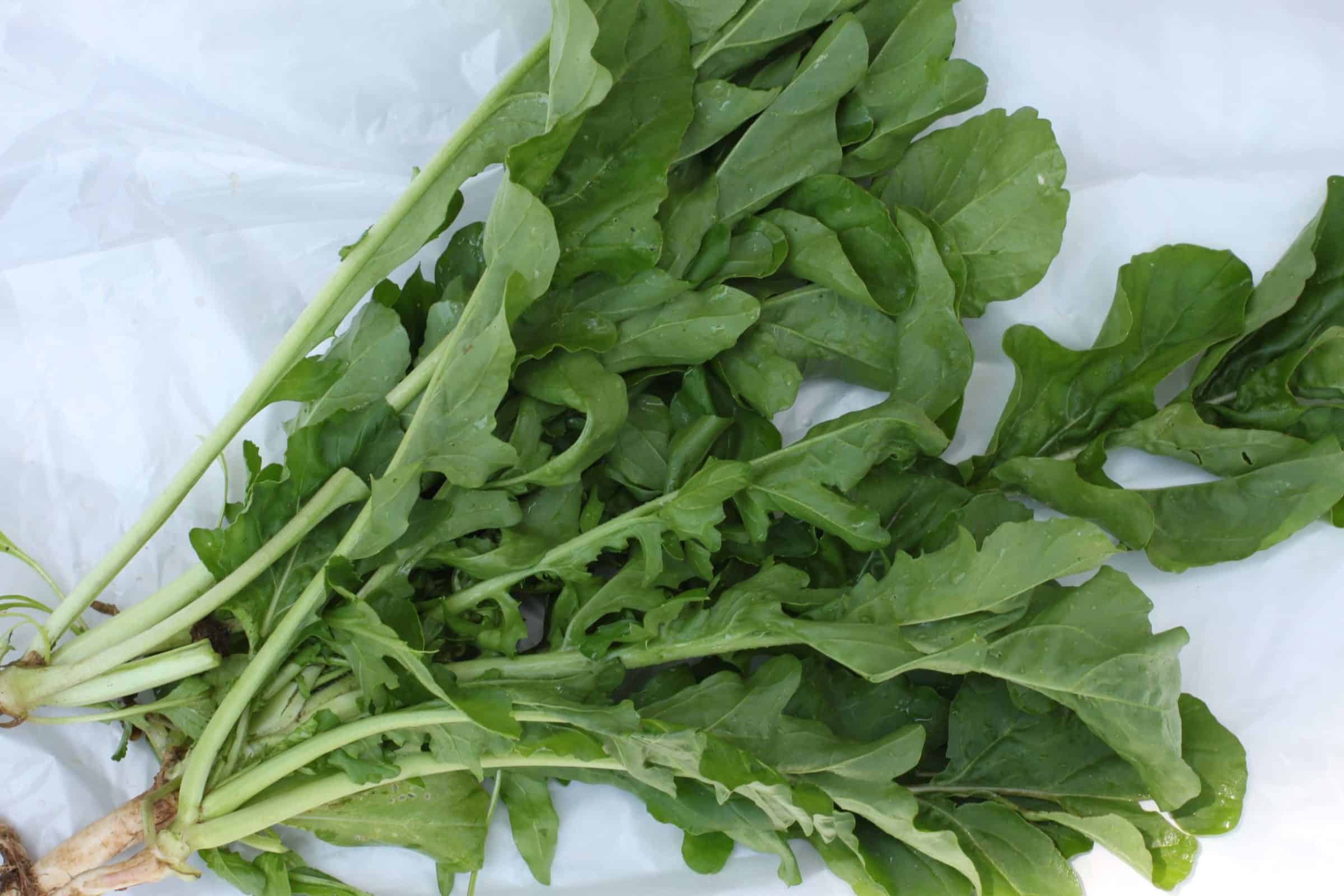 Arugula Astro (Treated Seeds) | Seedway
