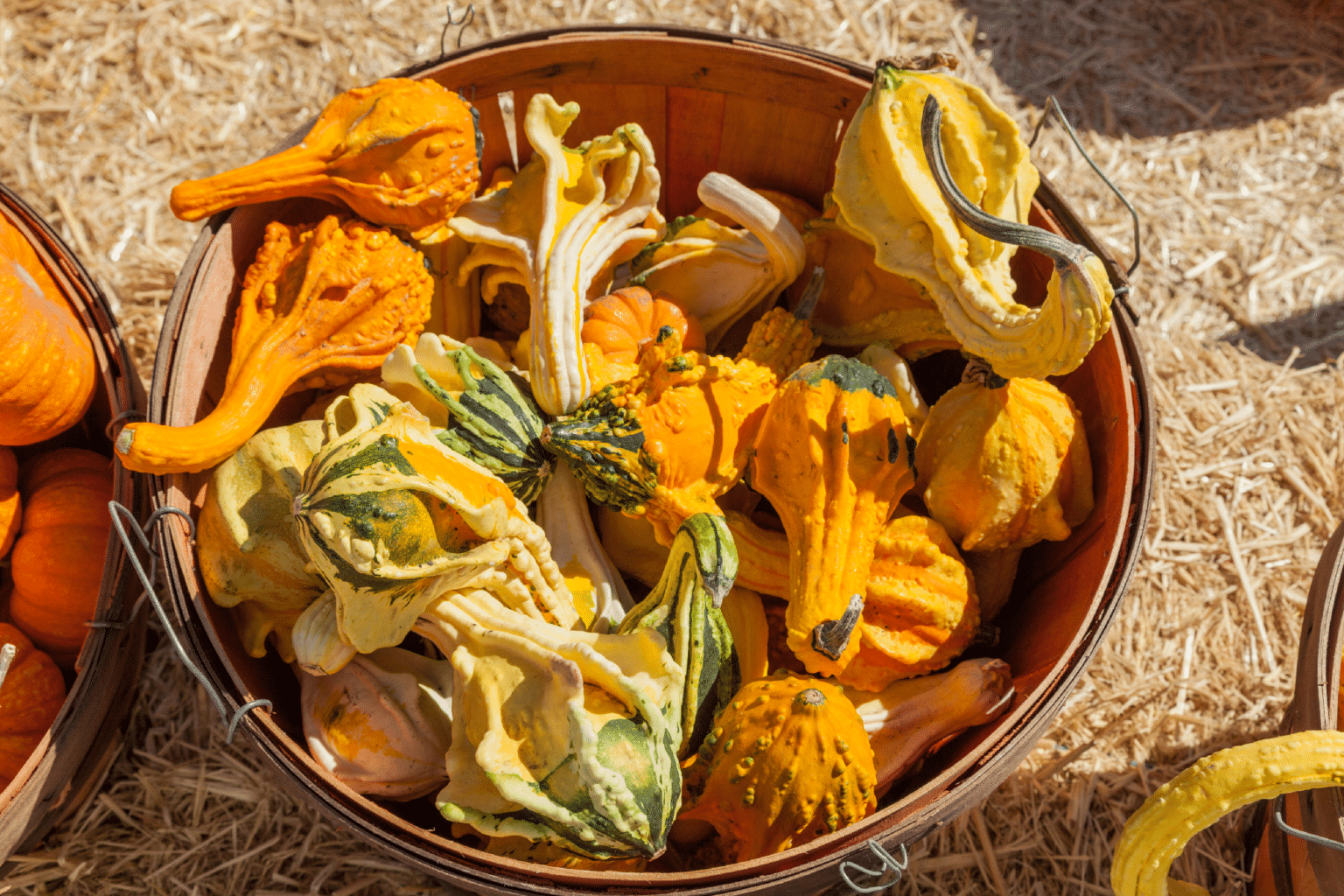 Autumn Wings Medium Gourd (Farmore Treated) | Seedway