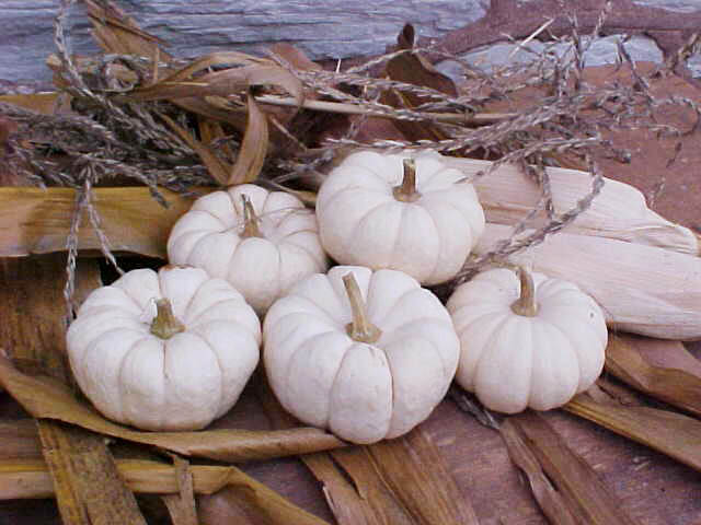 Baby Boo Pumpkin (Treated Seed) | Seedway