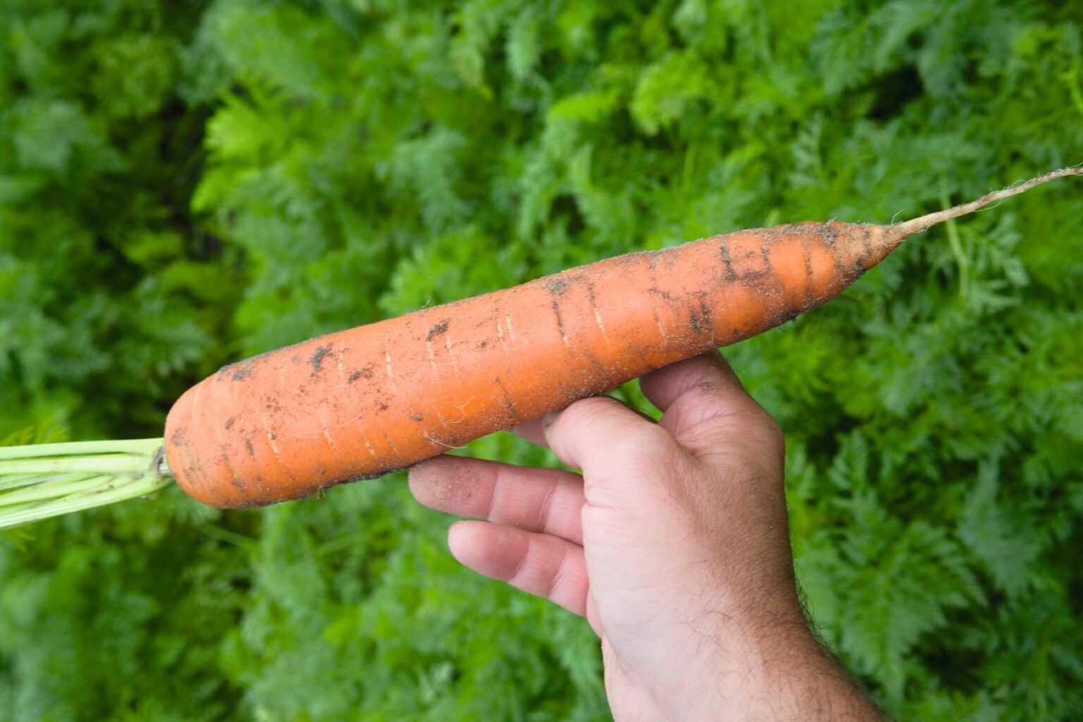 Baltimore Carrot (Treated Seed) | Seedway