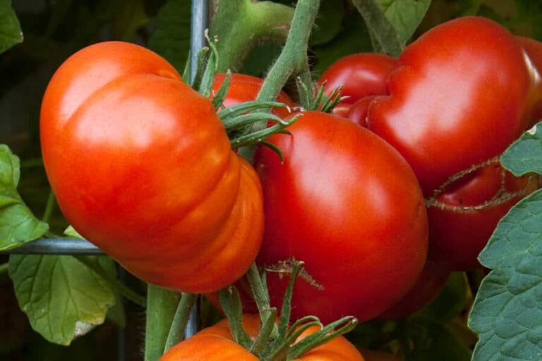Beefmaster Tomato (Treated Seed) | Seedway