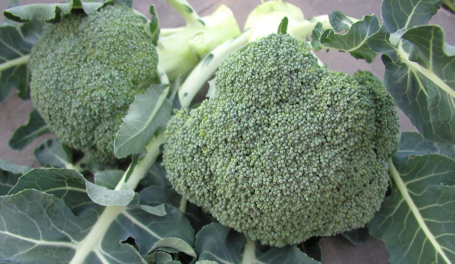 Belstar Broccoli (Organic) | Seedway