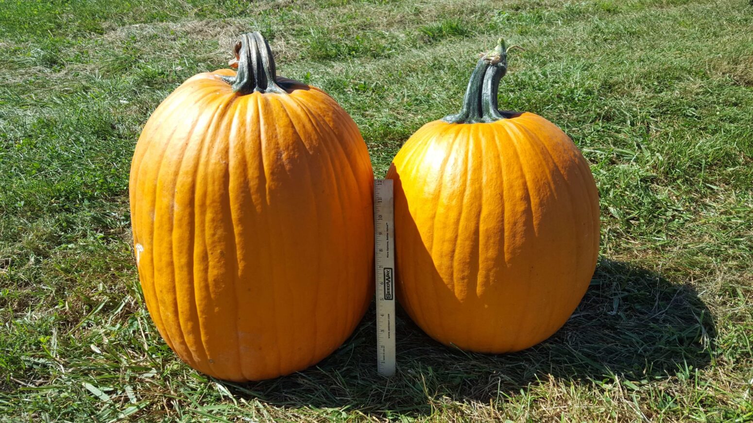 Big Loretta Pumpkin (Farmore) | Seedway