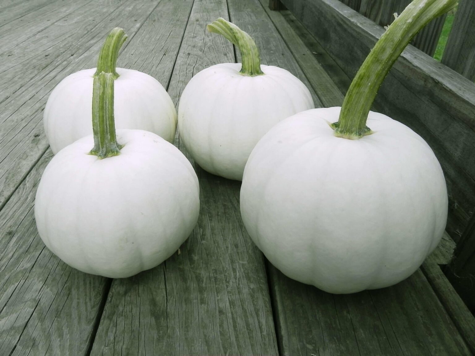 Blanco Pumpkin (Farmore) | Seedway