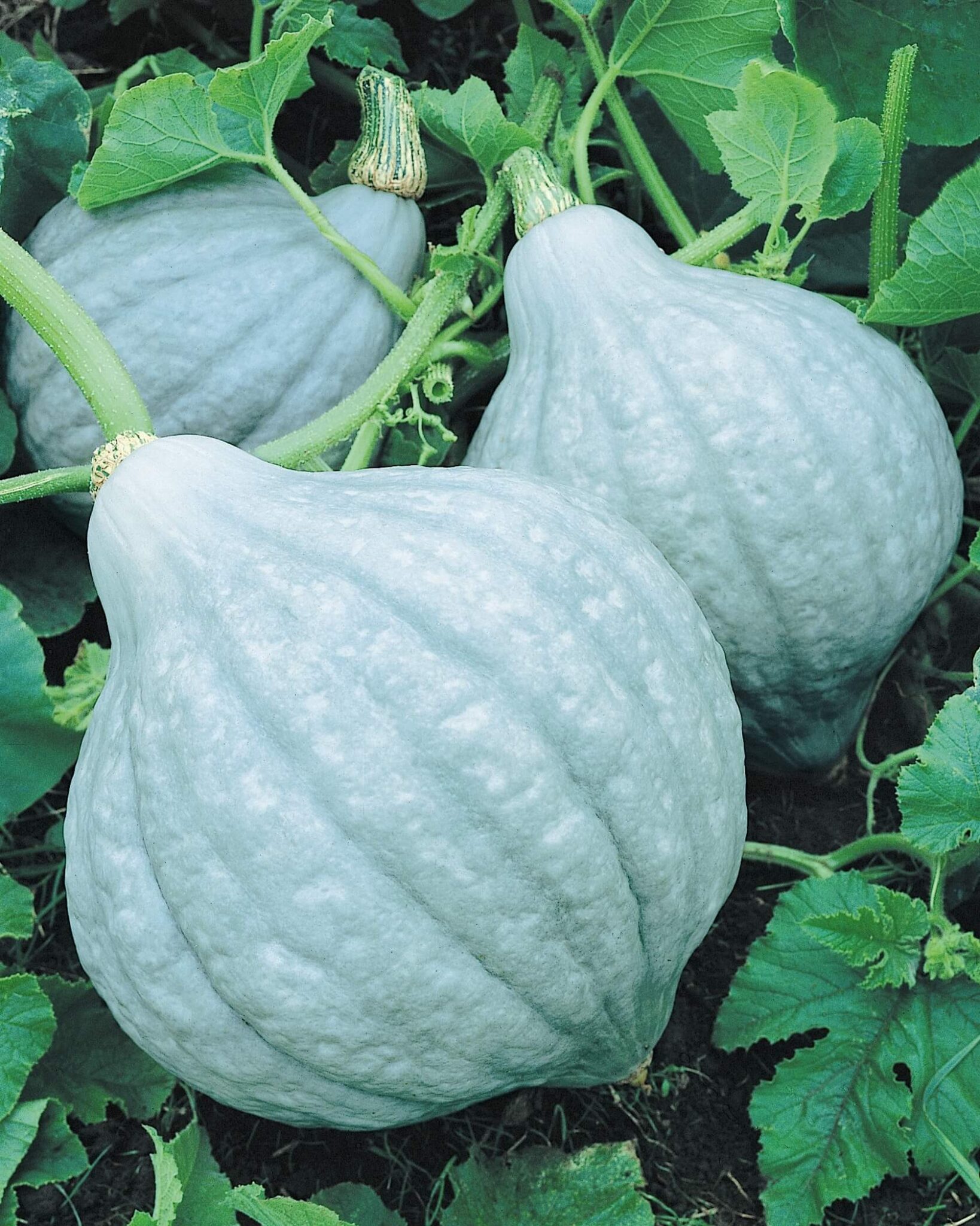 Hubbard Blue Squash (Treated Seed) | Seedway