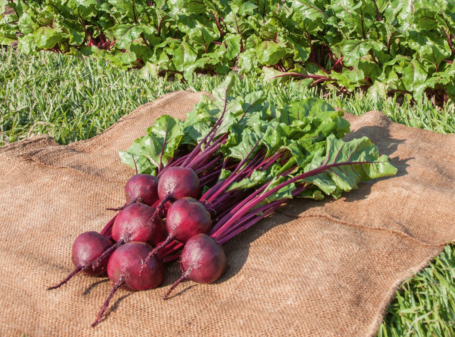 Boro Beet (Organic) | Seedway