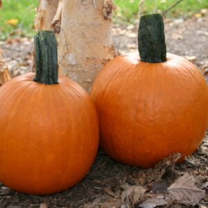 Cannon Ball Pumpkin (Farmore) | Seedway