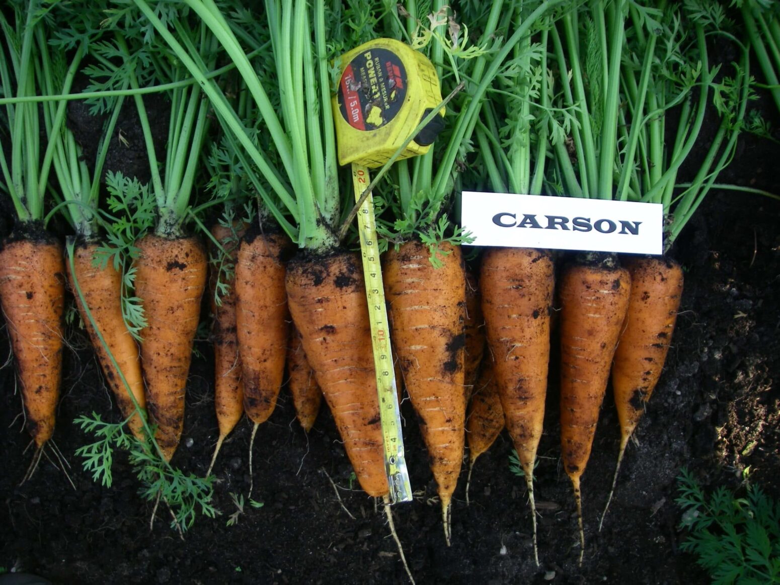 Carson F1 Carrot (Pelleted Seed) | Seedway