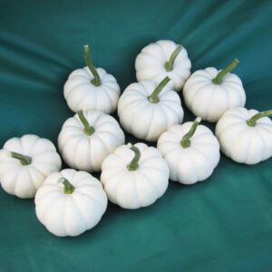 Casperita Pumpkin (Farmore) | Seedway