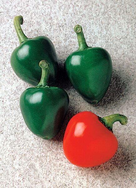 Cherry Bomb Hot Pepper | Seedway