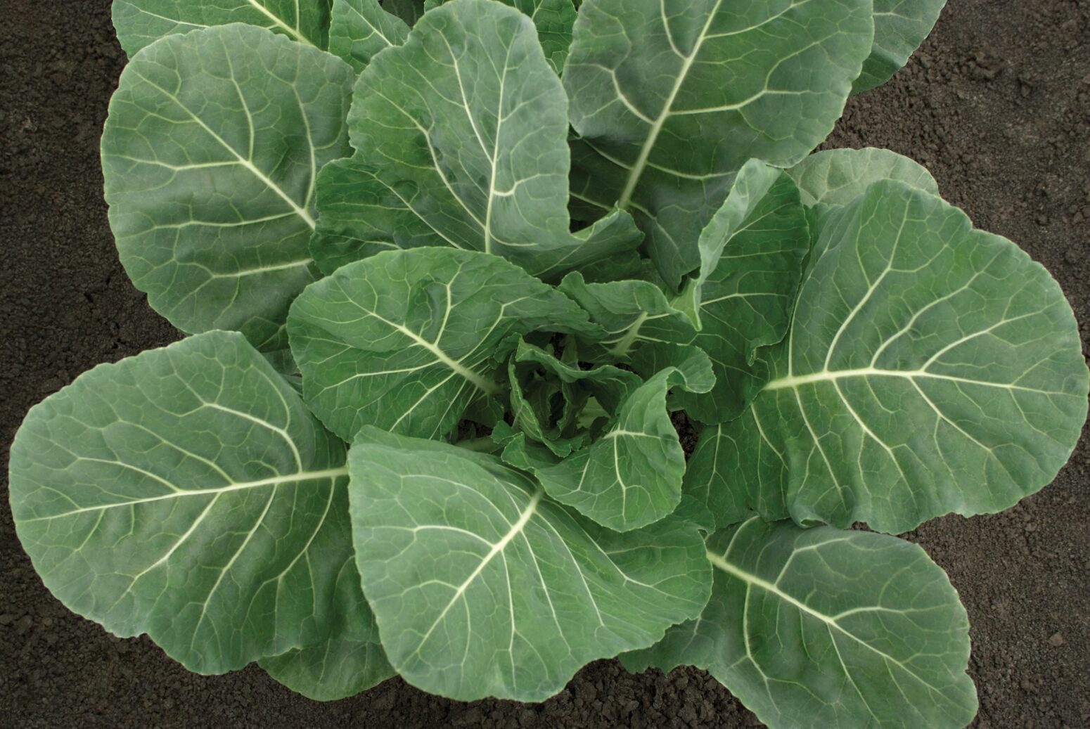 Flash Collard Greens (Treated Seed) | Seedway