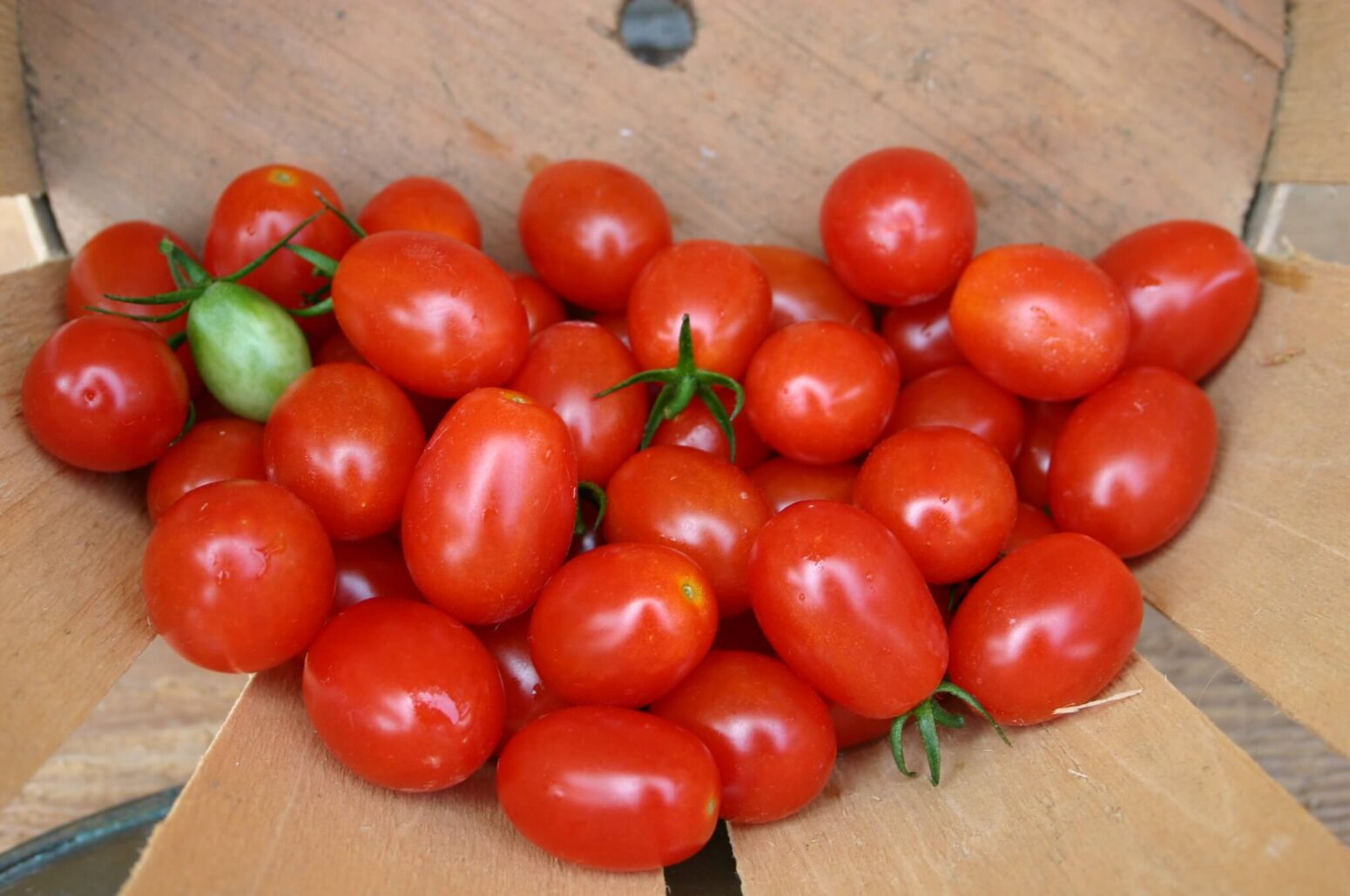 Cupid Tomato (Primed Seed) | Seedway