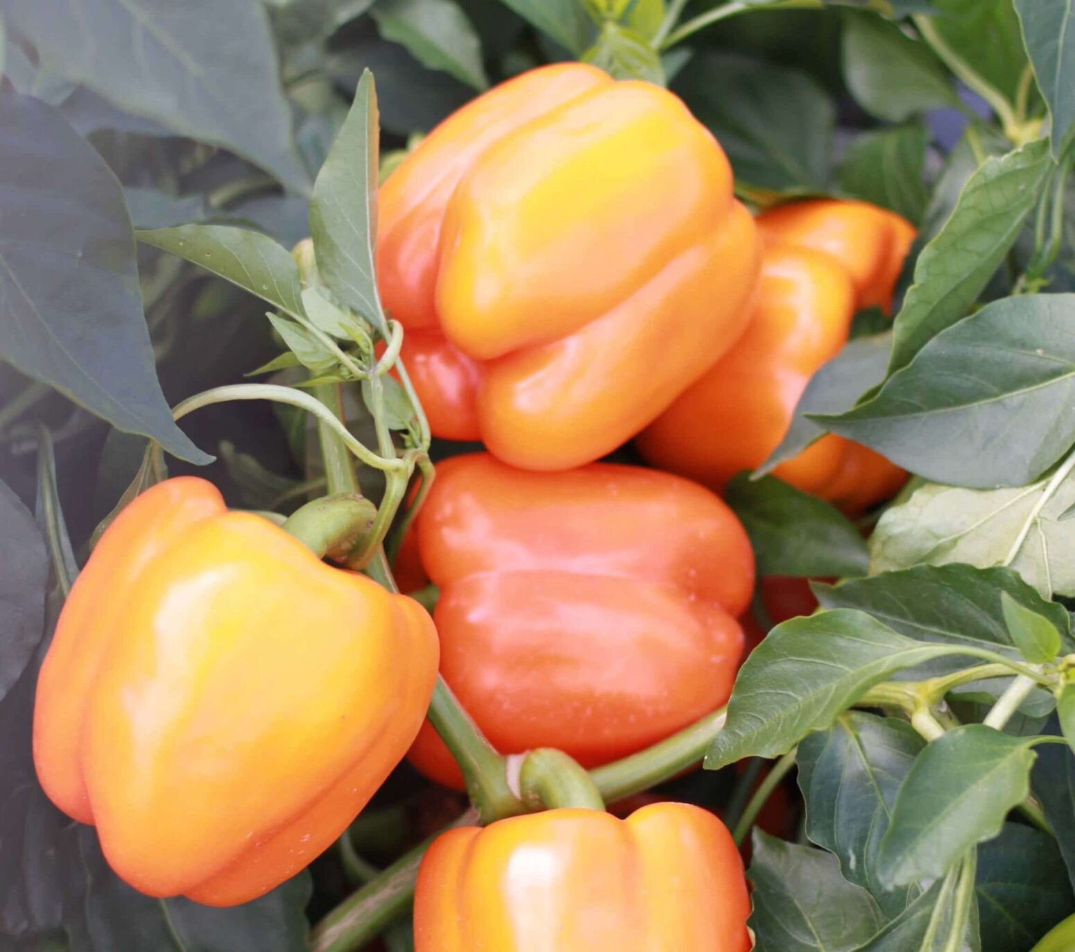 Delirio Bell Pepper (Treated Seed) | Seedway