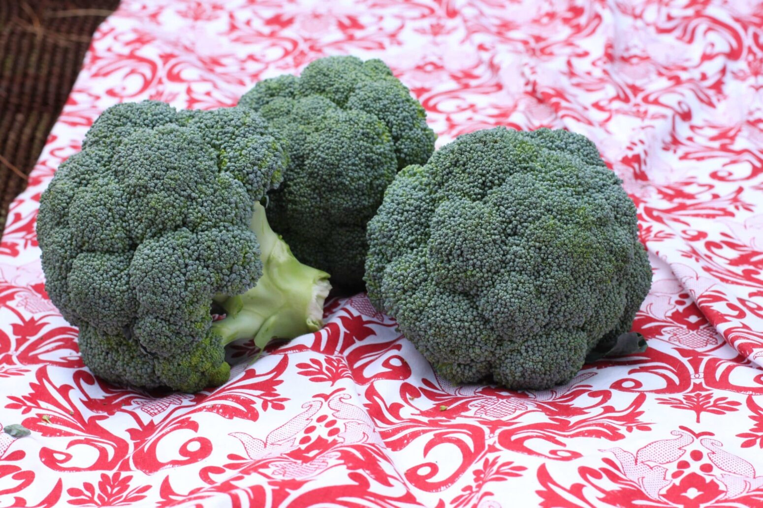 Emerald Star Broccoli (Not Treated) | Seedway