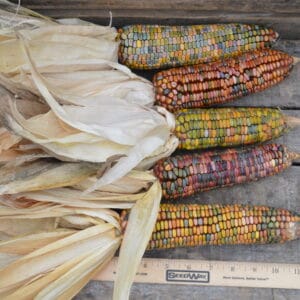 Earth Tones Ornamental Corn (Not Treated) | Seedway