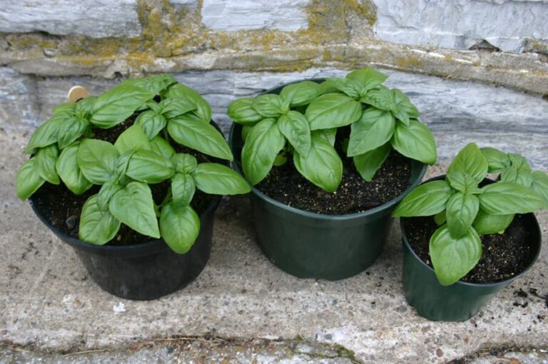 Basil Emily (Untreated Seed) | Seedway