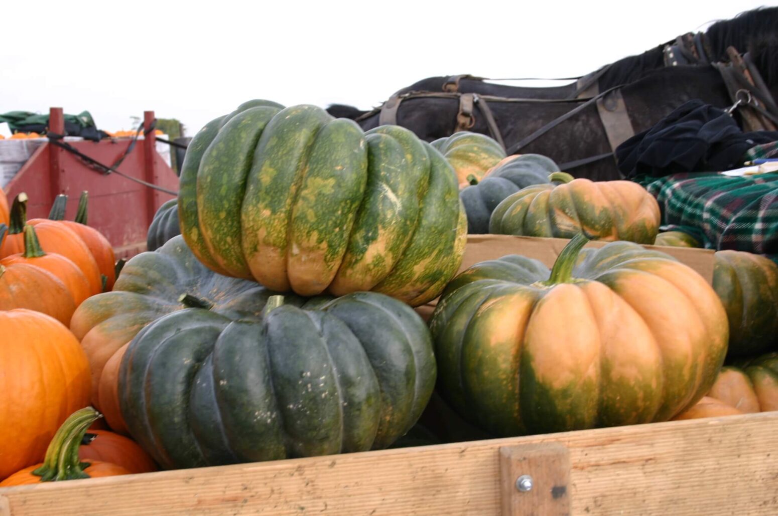 Fairytale Pumpkin (Treated Seed) | Seedway