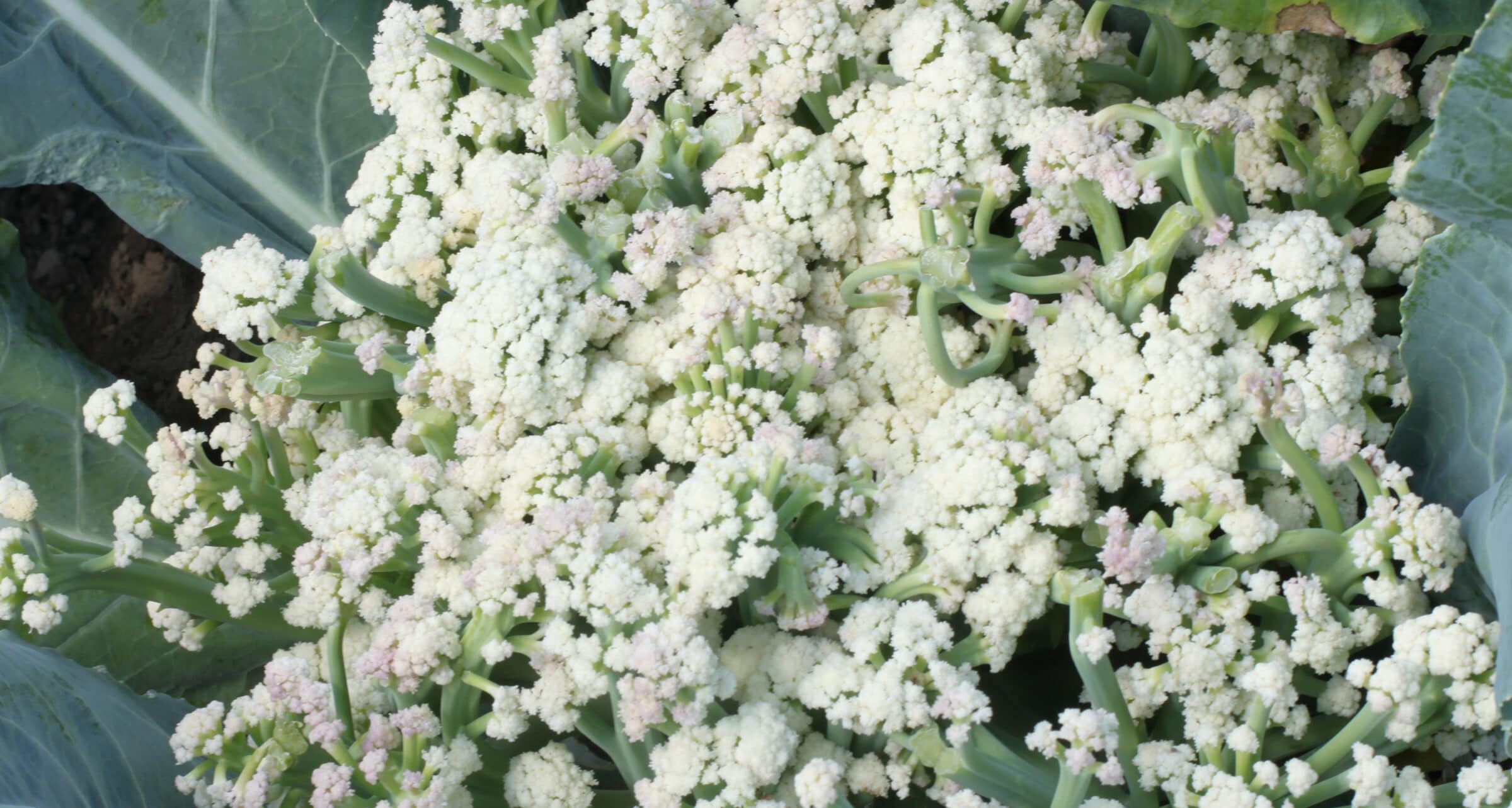 Fioretto Cauliflower (Not Treated) | Seedway