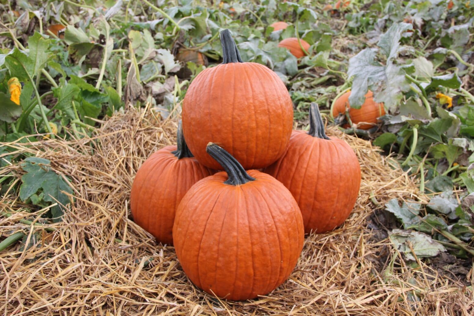 Gladiator Pumpkin (Farmore) | Seedway