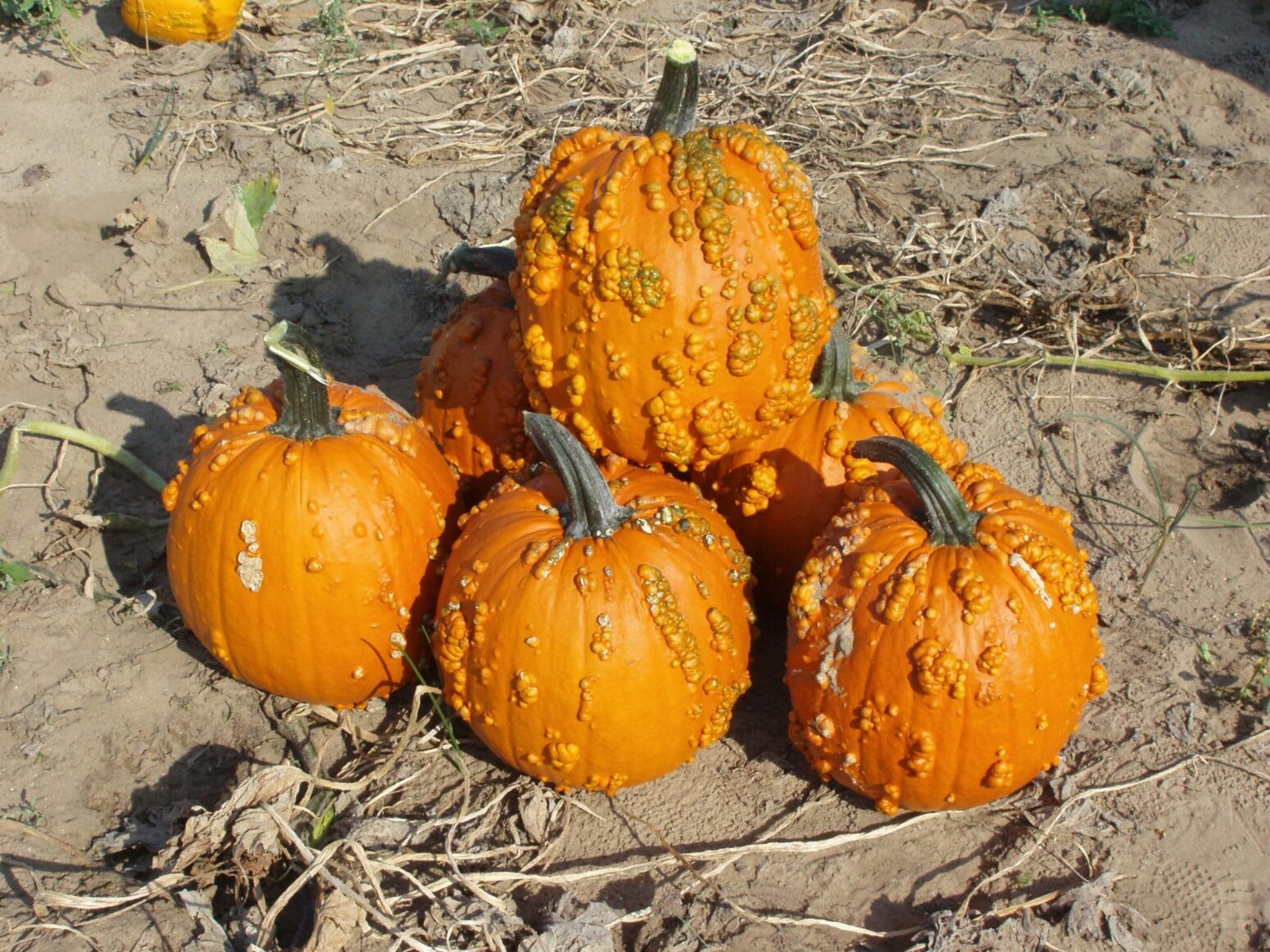 Goosebumps Pumpkin (Farmore) | Seedway