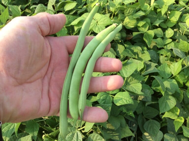 Greencrop Flat Pod Bean (Non-Treated Seed) | Seedway
