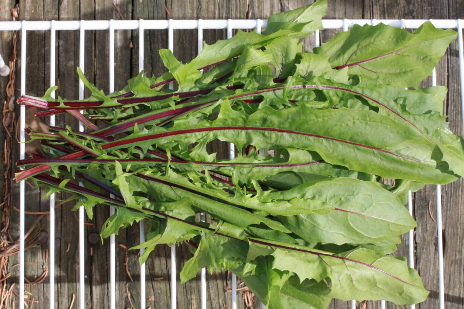 Italiko Red Dandelion (Not Treated) | Seedway