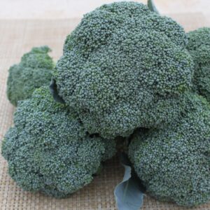 Imperial Broccoli (Not Treated) | Seedway