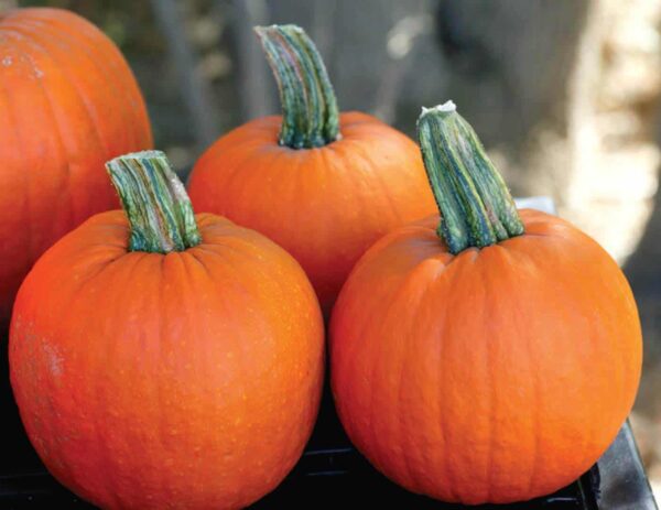 Iron Man Pumpkin (Farmore) | Seedway