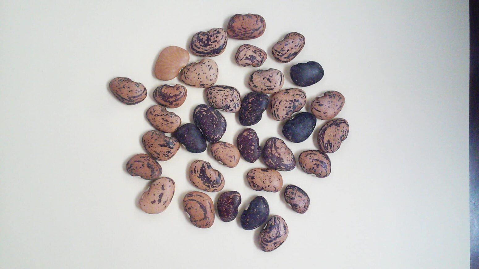 Jackson Wonder Lima Bean (Treated Seed) | Seedway