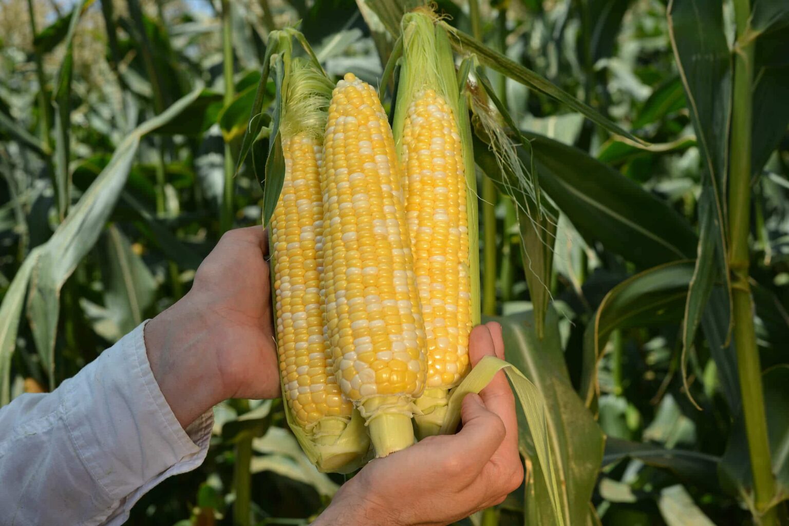 Kate Sweet Corn (Cruiser Treated) | Seedway