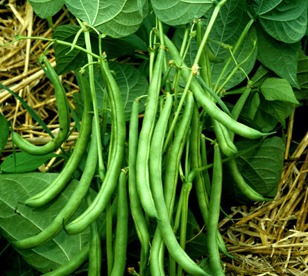 Kentucky Wonder 125 Bean (Not Treated) | Seedway