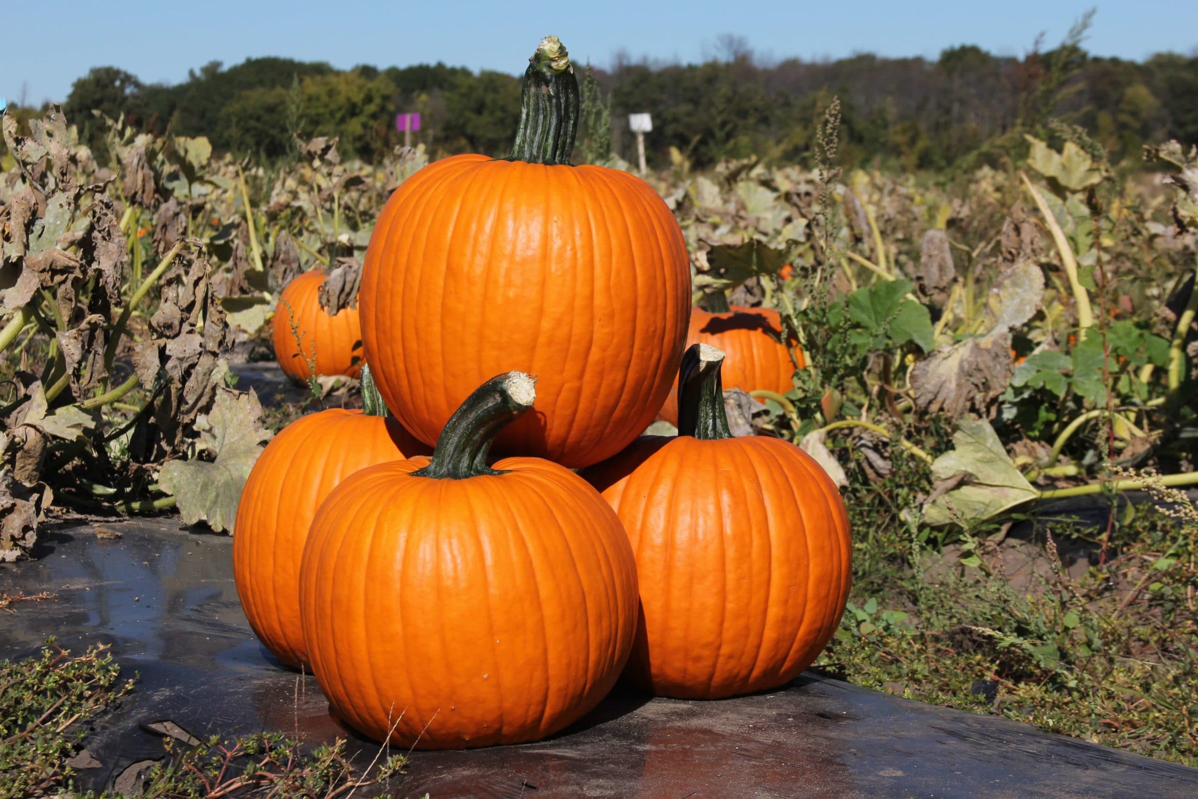 Kratos Pumpkin (Not Treated) | Seedway