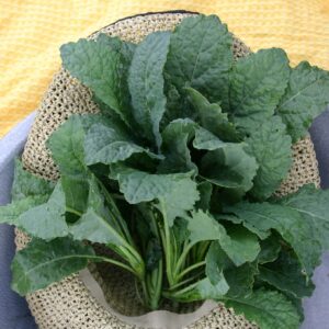 Lacinato Kale (Treated Seed) | Seedway
