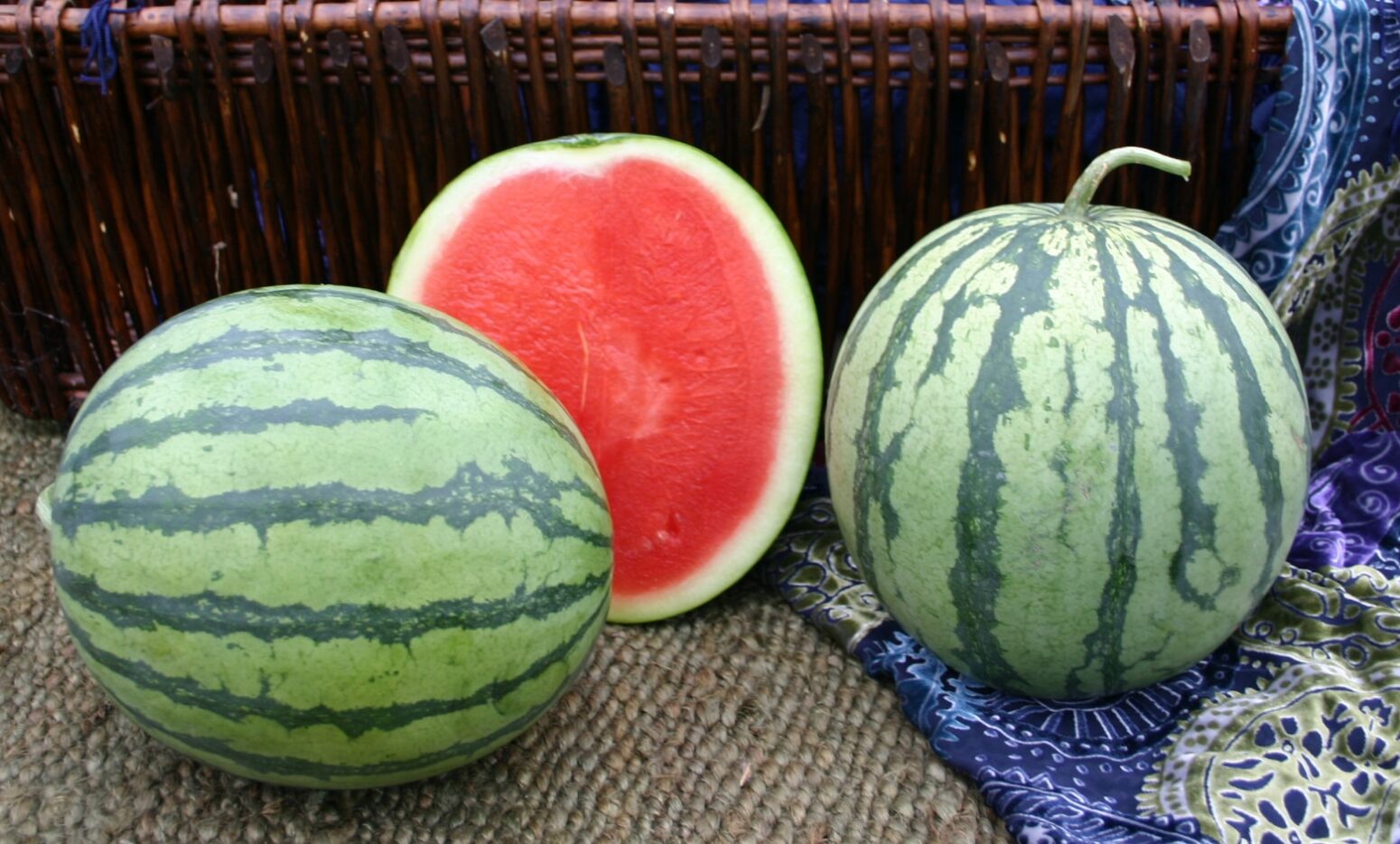 Leopard Watermelon (Treated Seed) | Seedway