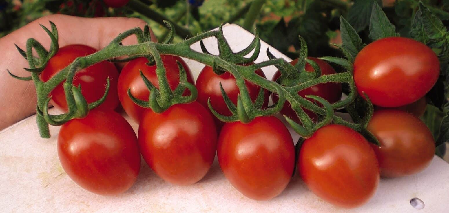 Lipso Tomato (Pelleted) | Seedway