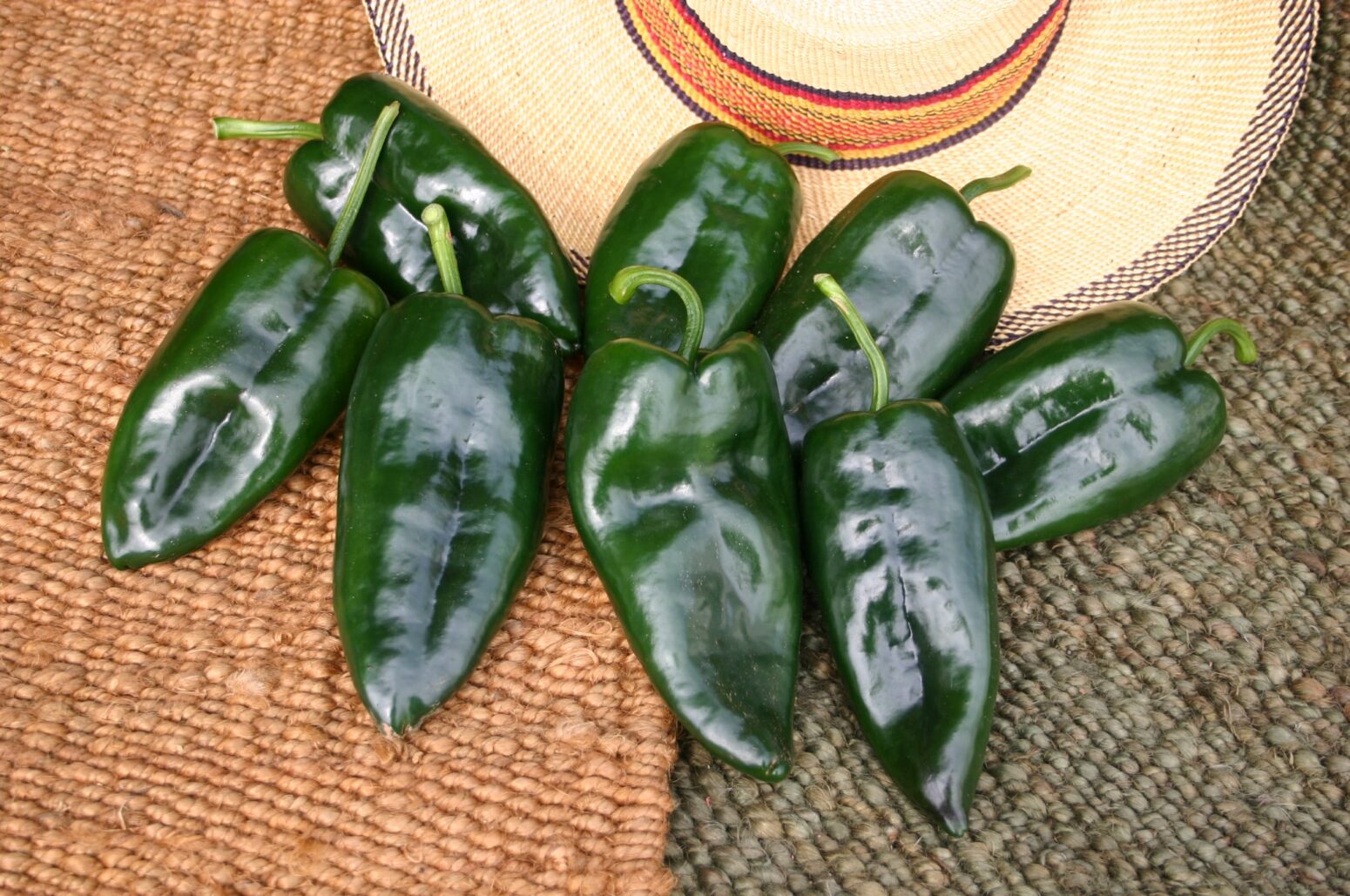Masivo Poblano Pepper (Treated Seed) | Seedway
