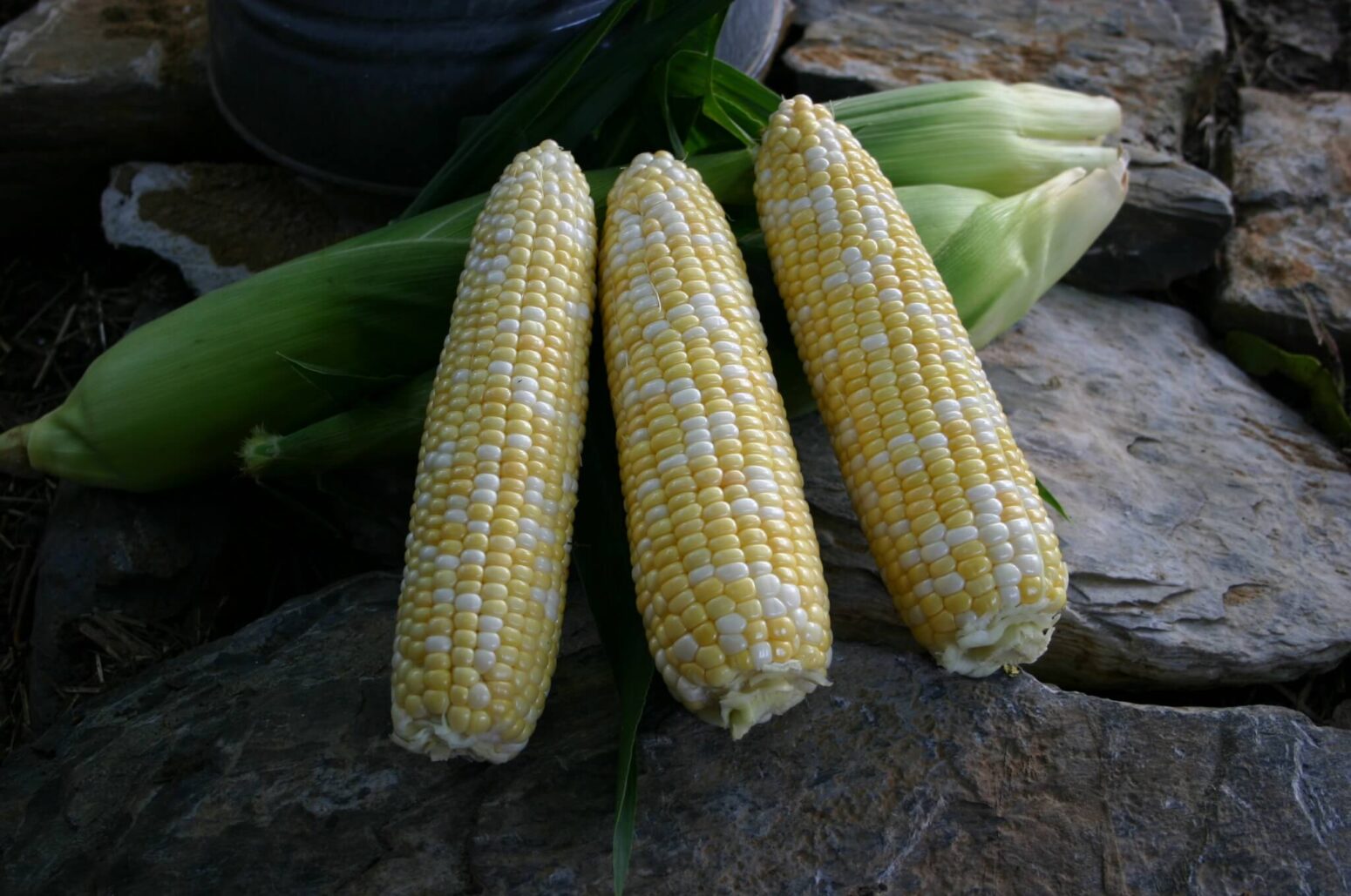 Montauk Sweet Corn (Cruiser Treated) | Seedway