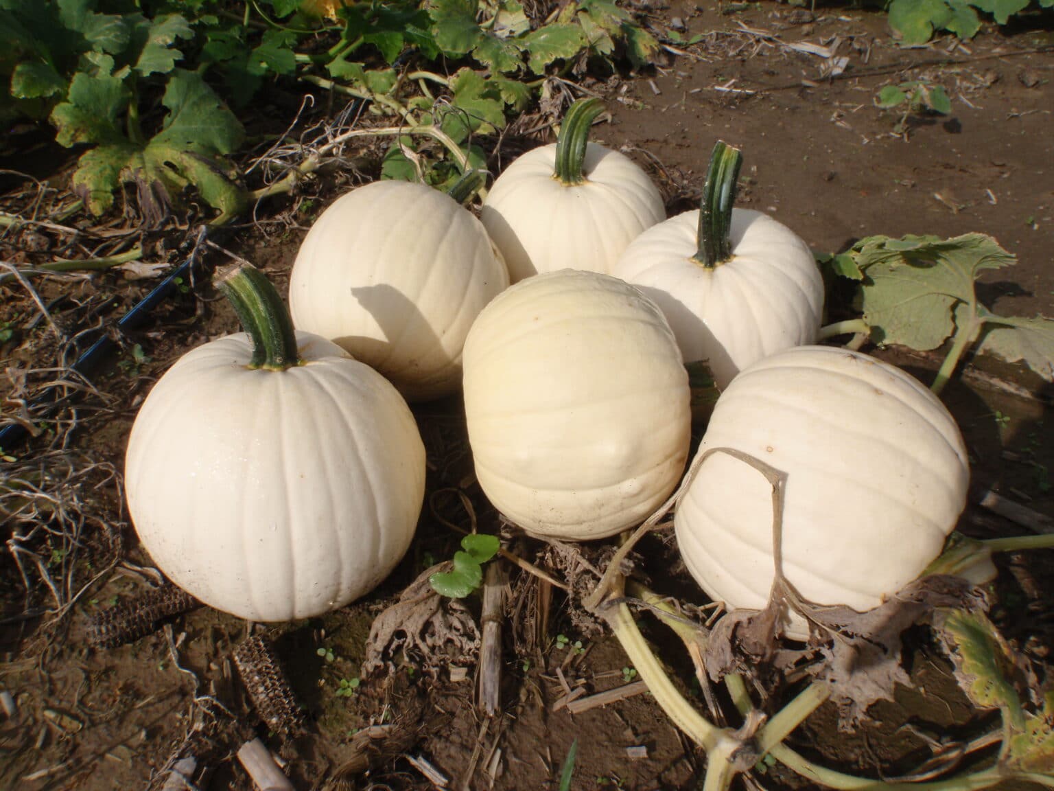 Moonshine Pumpkin (Treated Seed) | Seedway