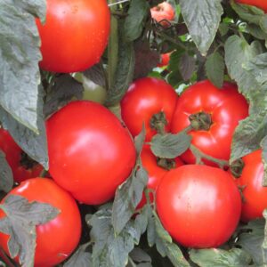 Mountain Merit Tomato (Pelleted) | Seedway