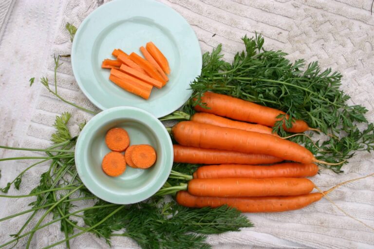 Napoli F1 Carrot (Treated Seed) | Seedway