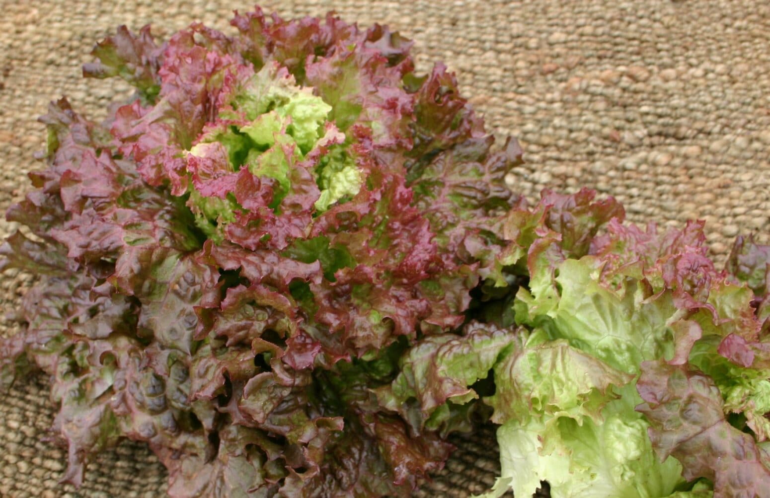 New Red Fire (Organic) | Seedway